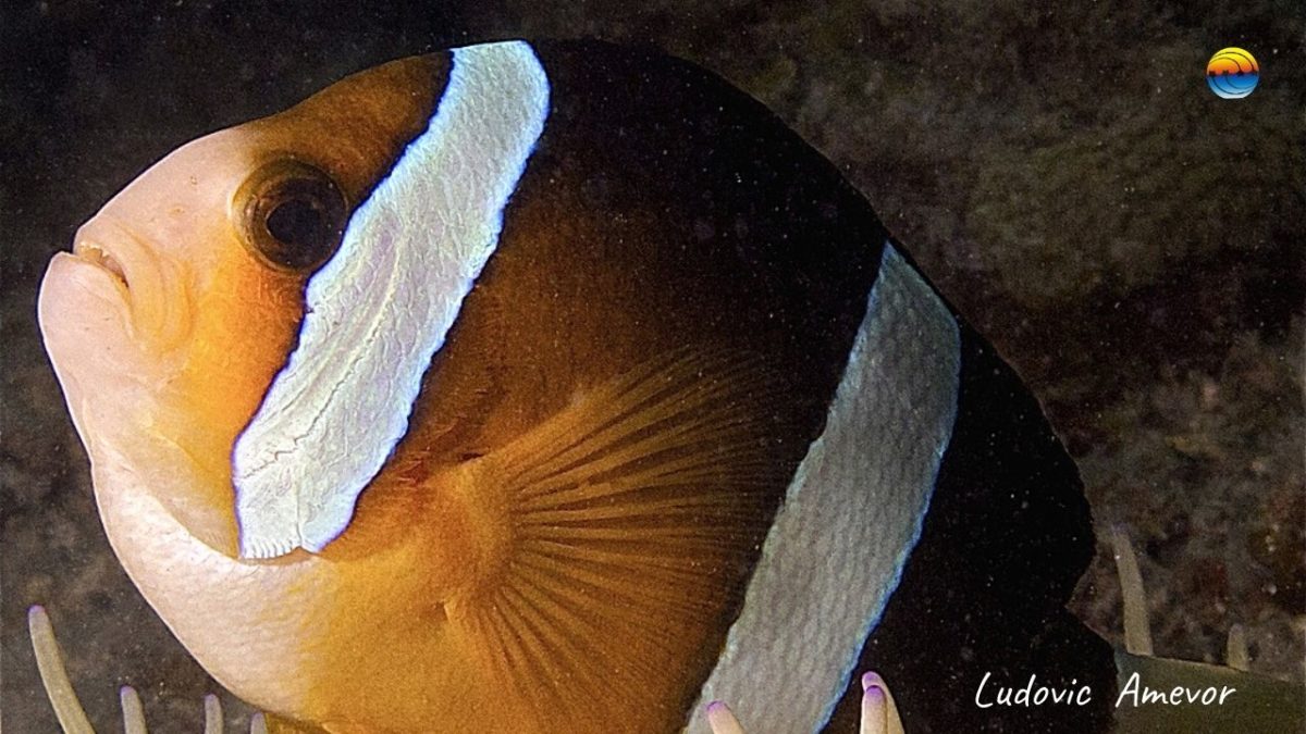 Poisson-clown. - Plongez avec le poisson clown à Bali. Où les voir