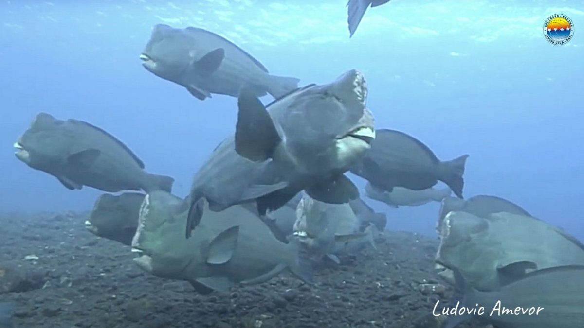 poisson perroquet à bosse. Plongez avec le perroquet à bosse